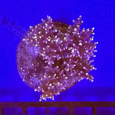 Latest Frags from Rock N Critters