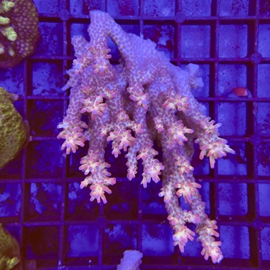Corals for Sale | New Corals from Rock 'N' Critters