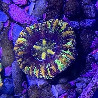 Corals for Sale | New Corals from Rock 'N' Critters