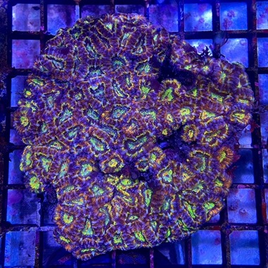 New Corals from Rock 'N' Critters