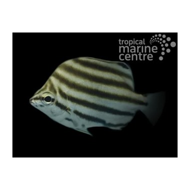 Marine Fish | Rock 'N' Critters