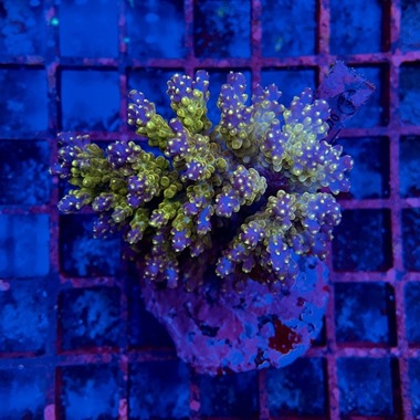 SPS Corals | Rock 'N' Critters